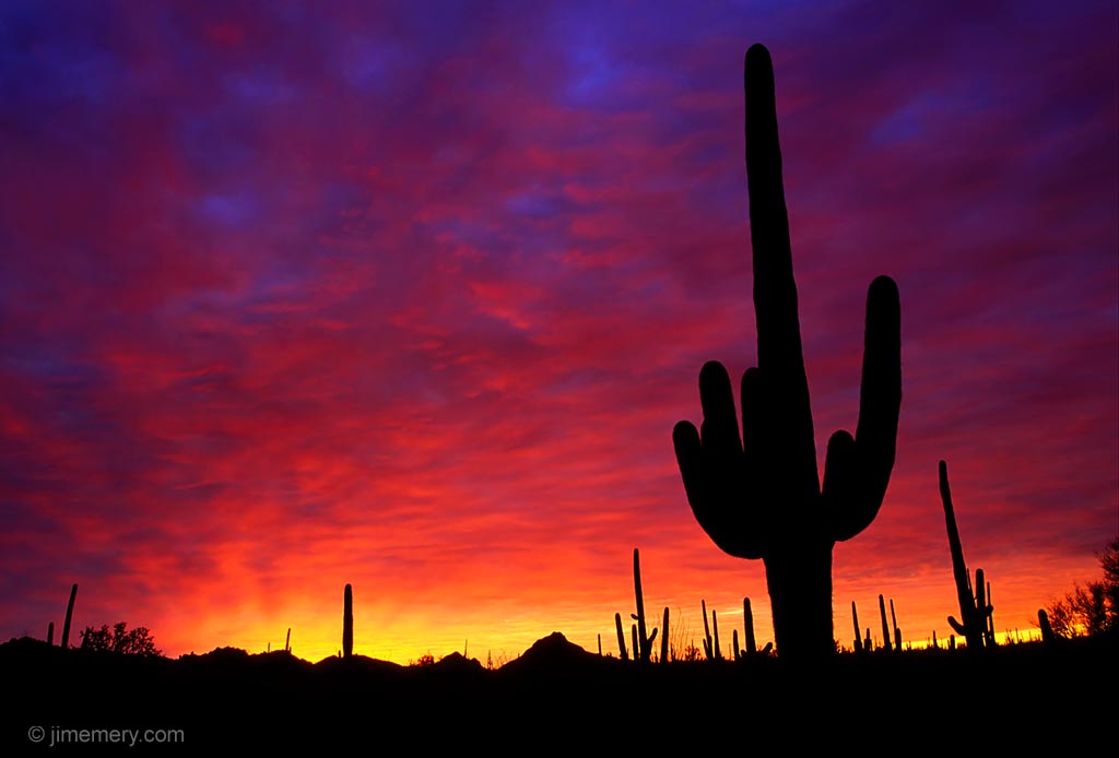 Colleen Houck Visits Tucson, Arizona and Santa Monica, California ...